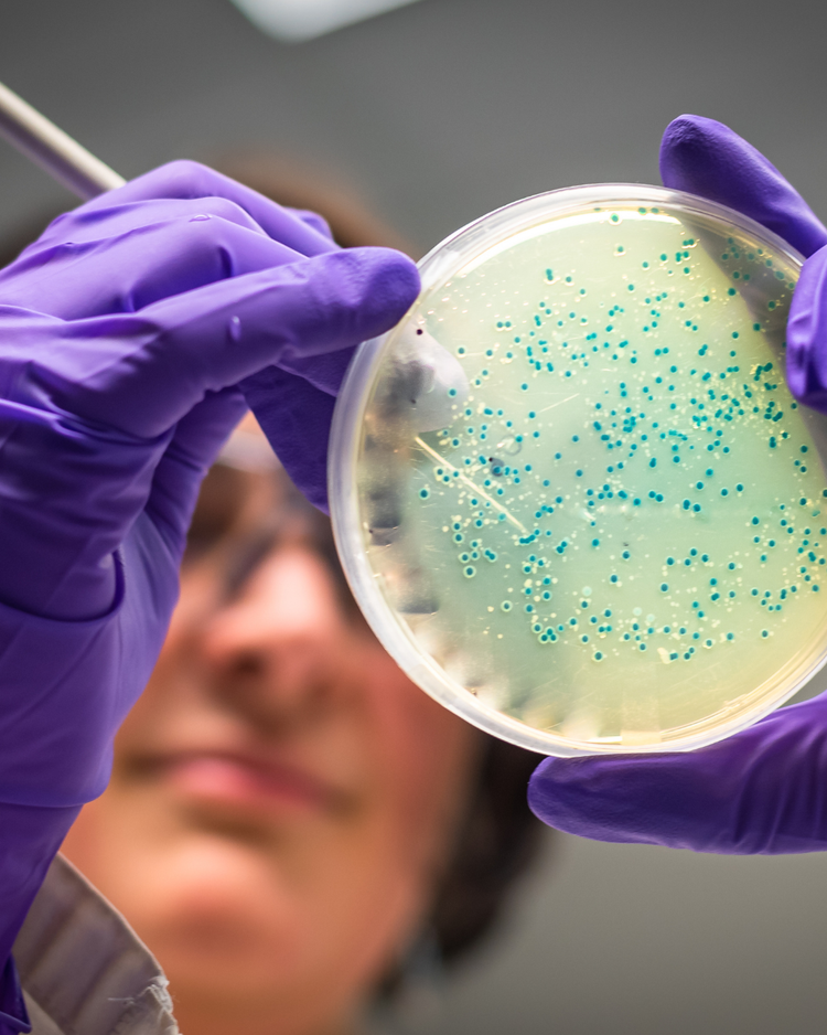 Dog Gut Microbiome Breakthrough 2026 | What It Means for Your Pet’s Health